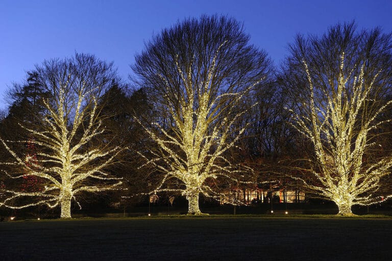 Trees and Shrubs Holiday Lighting | Lisk Holiday Decor